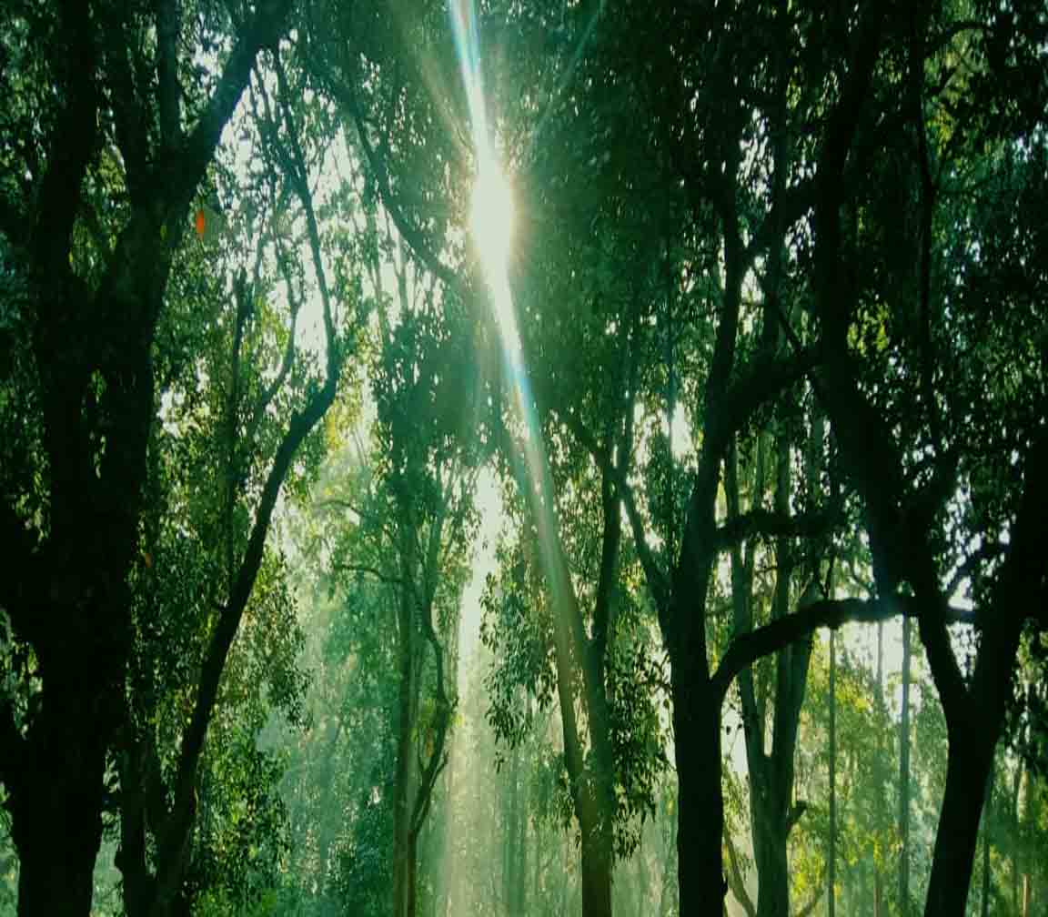 Rema Kalenga Forest | A wild Life Sanctuary | Best Nature Tours