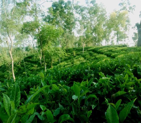 Sreemangal and Sunamgonj visit | Tea capital and largest wetland