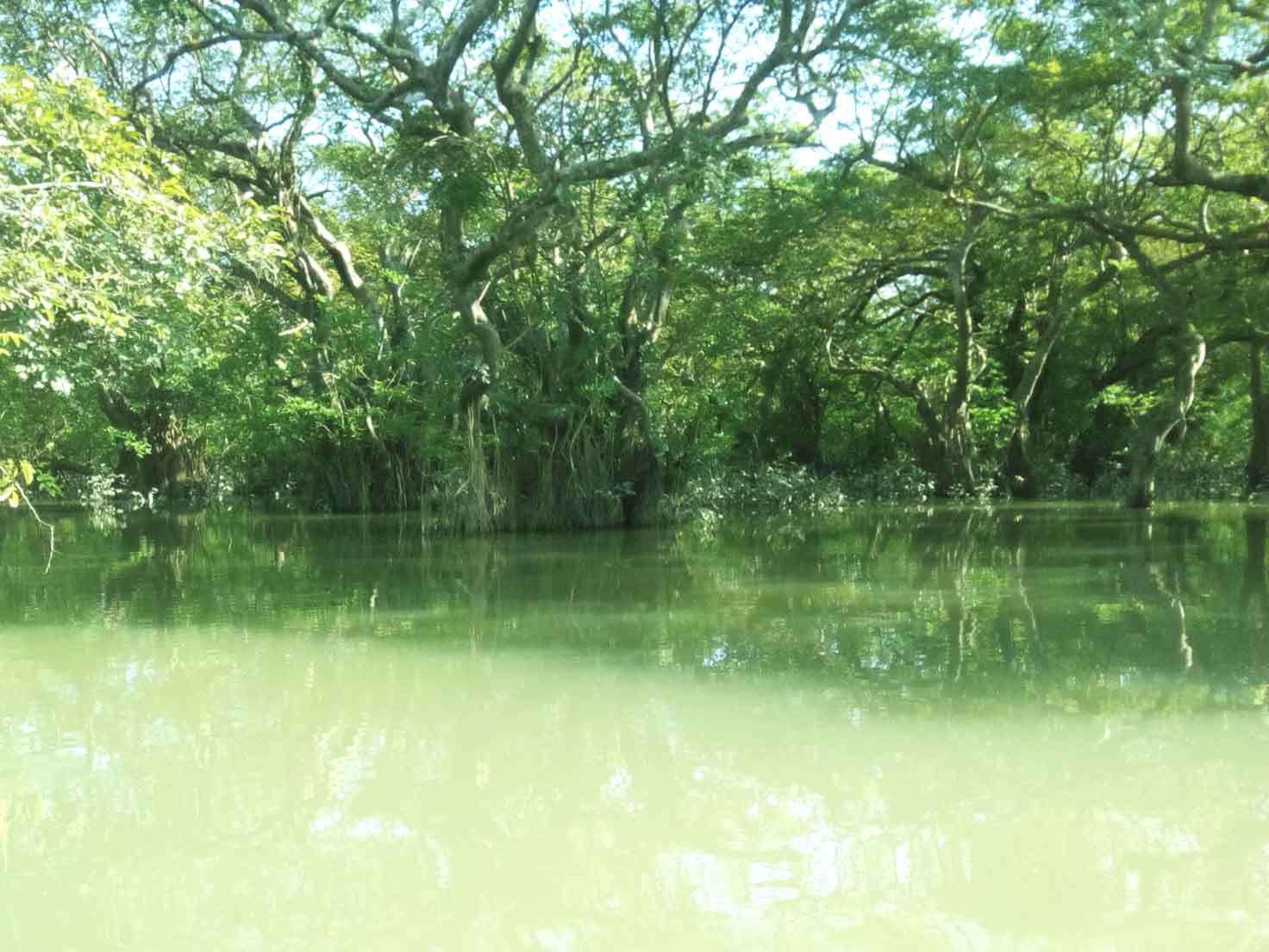 Sylhet tour for one day to Ratargul swamp forest and Sadapathor