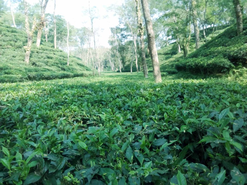 Tea Garden Day Tour from Dhaka - Tea Factory Visit in Srimangal