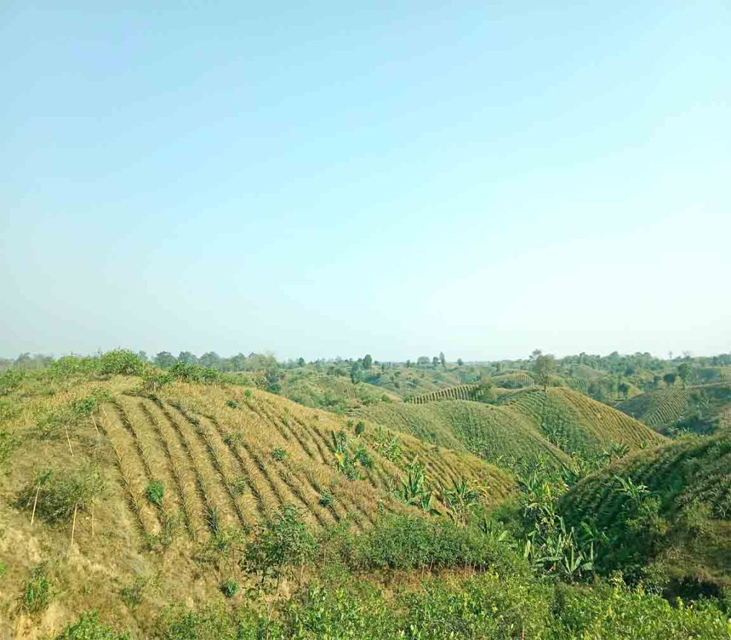 Dhaka Sundarban Barisal Srimangal Tour in 12 Days
